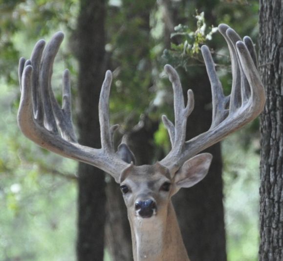 Huge Rack Whitetail Deer Wide Rack Whitetail Deer Thrill On