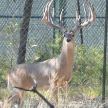 Big Rack Ranch - Trophy Whitetail Breeding & Texas Whitetail Hunting