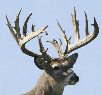 Big Rack Ranch - Trophy Whitetail Breeding & Texas Whitetail Hunting