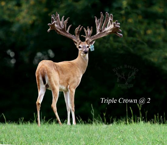 Big Rack Ranch - Trophy Whitetail Breeding & Texas Whitetail Hunting