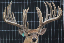 Big Rack Ranch - Trophy Whitetail Breeding & Texas Whitetail Hunting