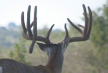 Big Rack Ranch - Trophy Whitetail Breeding & Texas Whitetail Hunting