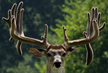 Big Rack Ranch - Trophy Whitetail Breeding & Texas Whitetail Hunting